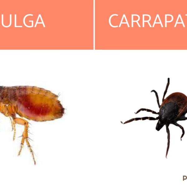 Diferenca Entre Piolhos E Pulgas Antipulgas E Carrapatos Frontline