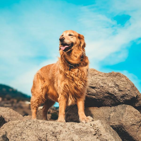 Gama De Cores Do Golden Retriever