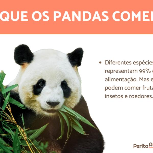 Panda Gigante Comendo Carne Panda Grande Está Comer Bambu Espécie