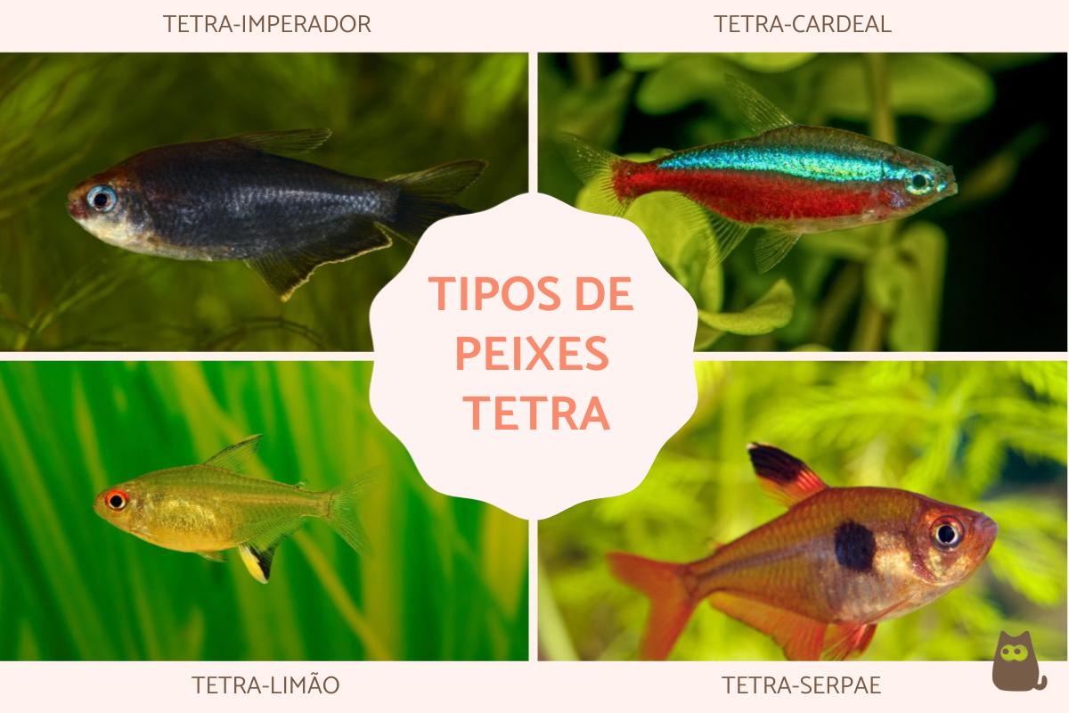 Tipos de peixes tetra - Lista com FOTOS