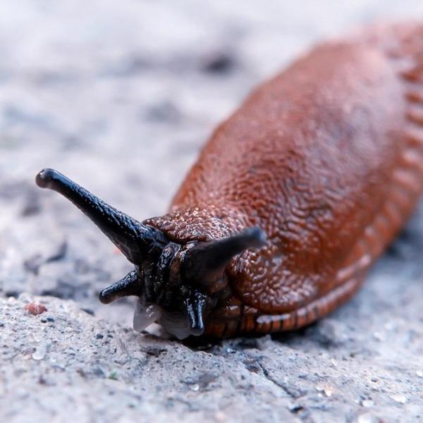 Exemplos Do Filo Mollusca Filo Mollusca – Biologia