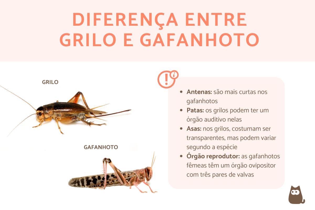 Diferenca Entre Gafanhoto E Gafanhoto Processo Investigativo: Grilo Ou