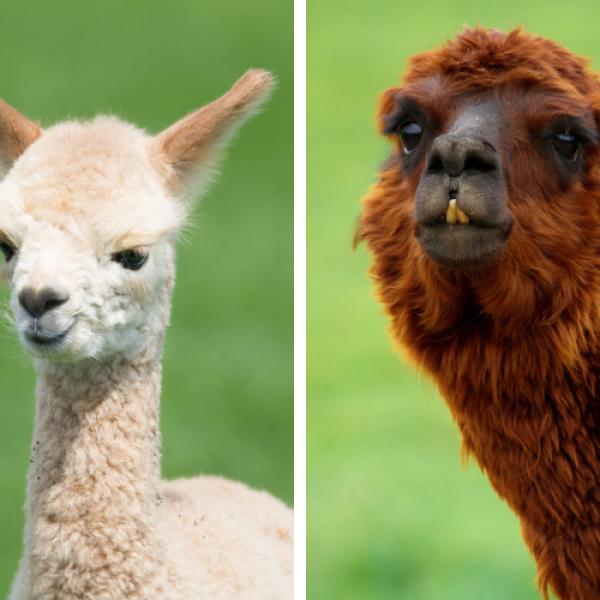 Alpaca Vs Lhama E Vicunha Echo Green: Diferenças Entre A Alpaca,