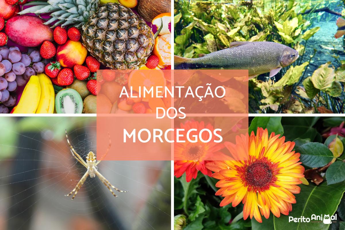 O que morcego come? - Alimentação segundo a espécie!