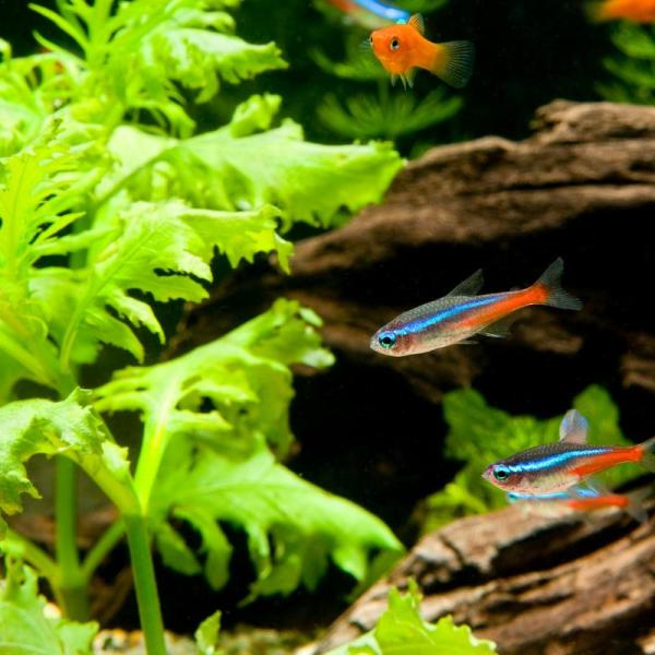 Peixe Tetra Neon Verde