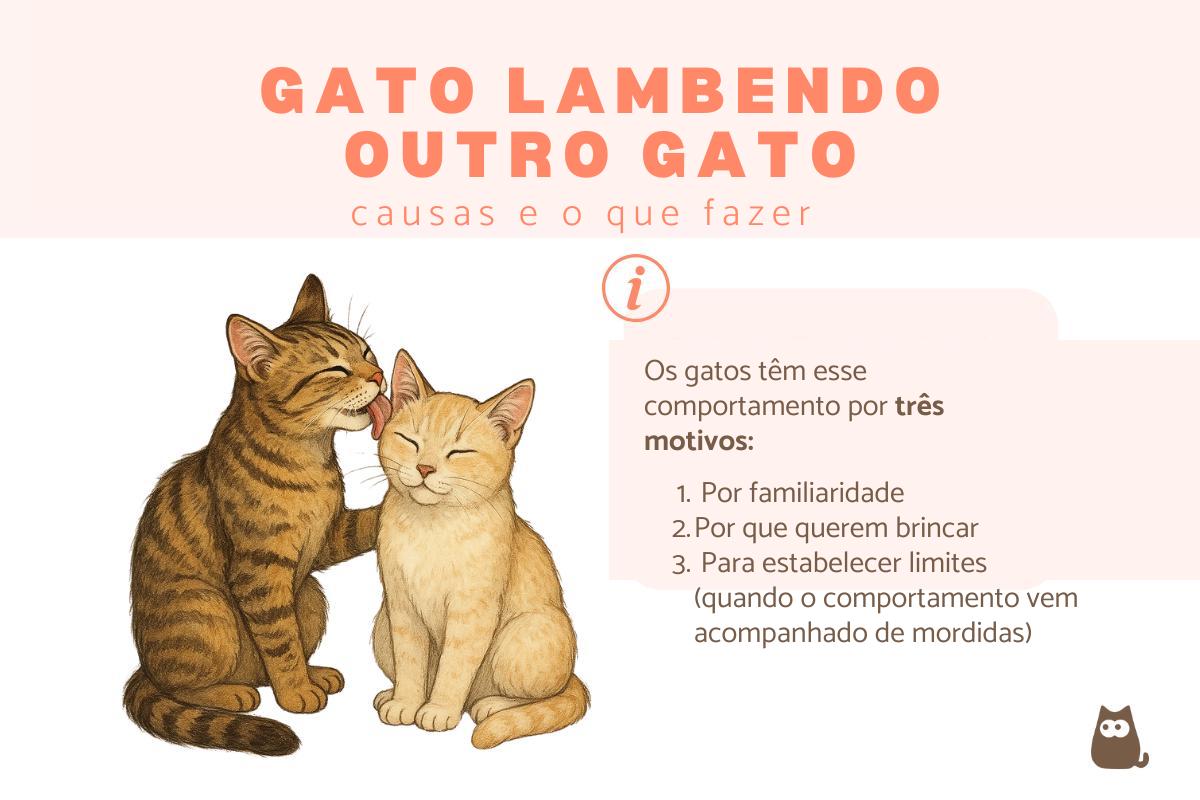 Gato lambendo outro gato: causas e o que fazer