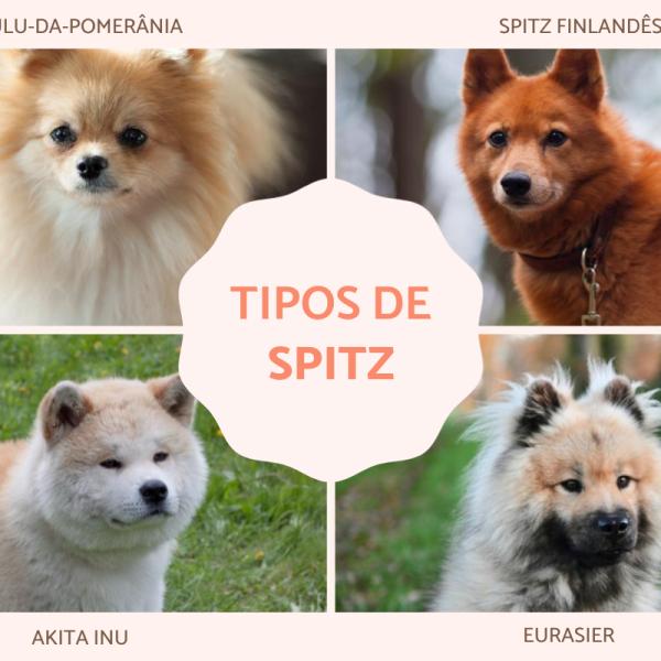 Filhote De Spitz Finlandes Cão Finlandês Da Lapônia VS Cão Sueco