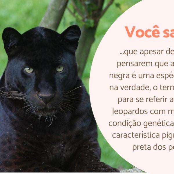 Pantera Negra Animal Caractersticas E Fotos Mundo Ecologia