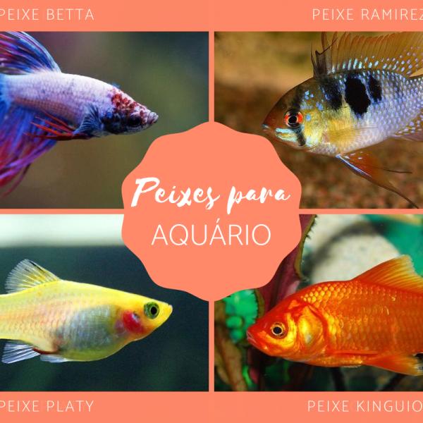 Peixes Agua Doce Peixes Do Brasil Nomes De Peixes Peixes De Agua