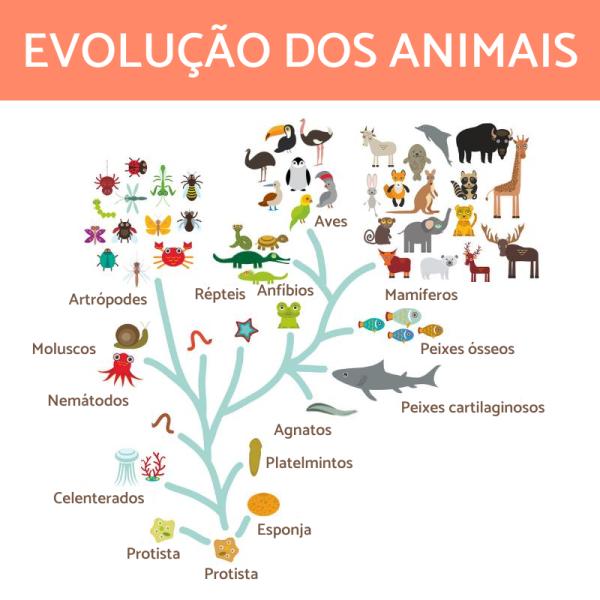 Linha Do Tempo Da Evolucao Dos Animais Vetores De Novo Ciclo De Vida