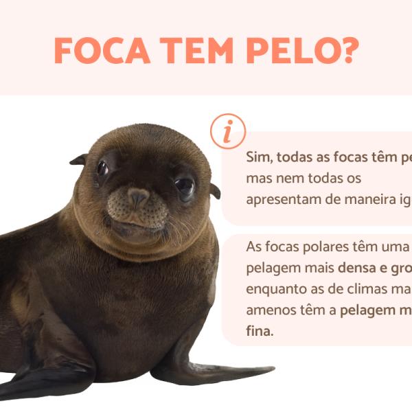 Animal Foca Nadando