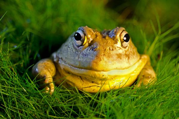 Animal De Estimacao Sapo Touro Africano A Rã Touro Africana, Também