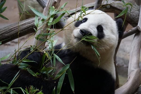 Habitat Do Urso Panda