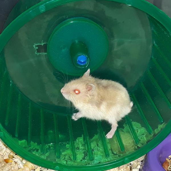 Hamster Anao Femea Hamster 🐹 Filhotes Novos (Phodopus Campbelli Ou